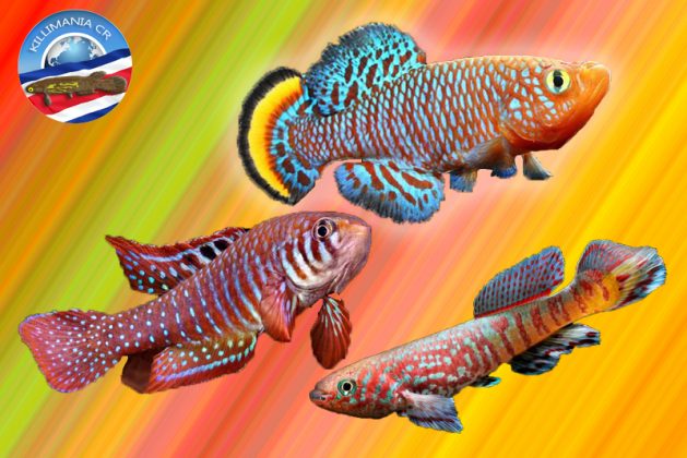 Introducción a los Killis | Killimanía Costa Rica