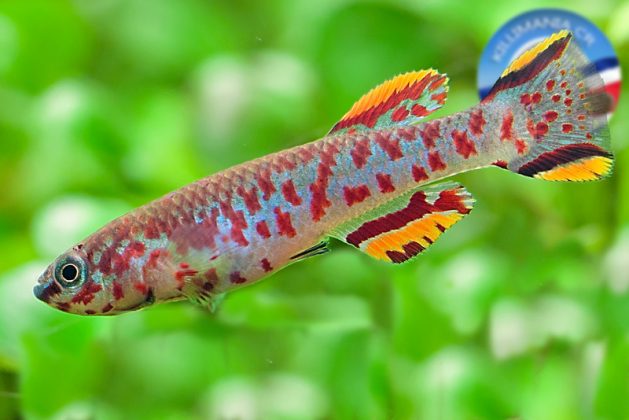 Fundulopanchax gardneri nigerianus | Killimanía Costa Rica
